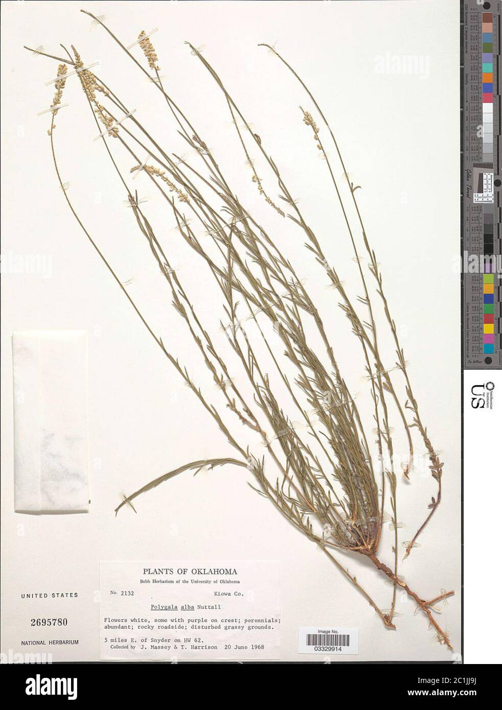 Polygala alba Nutt Polygala alba Nutt Stock Photo - Alamy