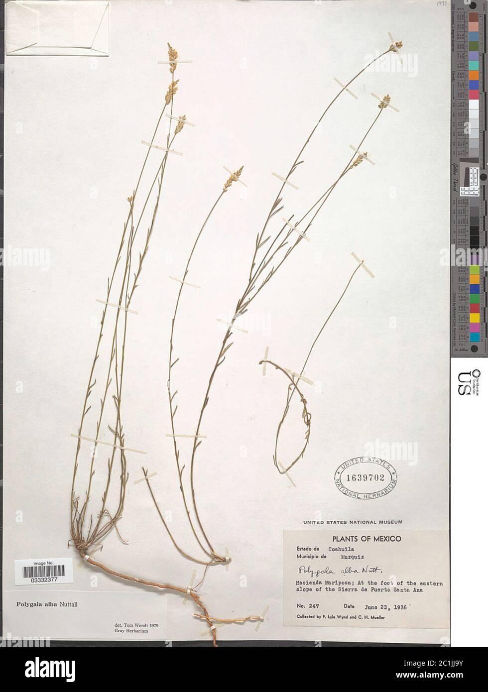 Polygala alba Nutt Polygala alba Nutt Stock Photo - Alamy
