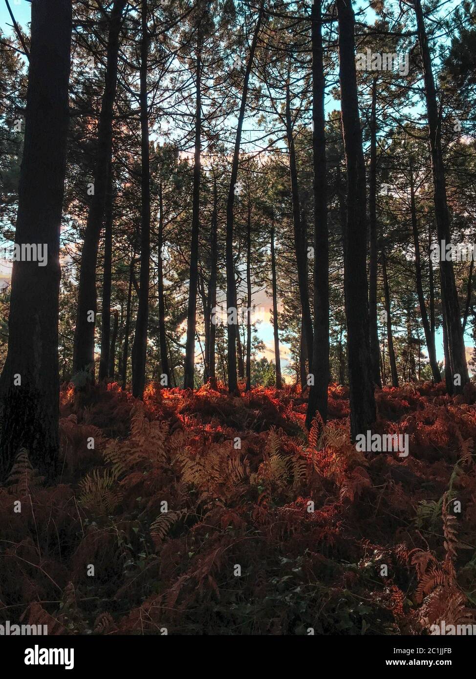 trees in the forest Stock Photo - Alamy