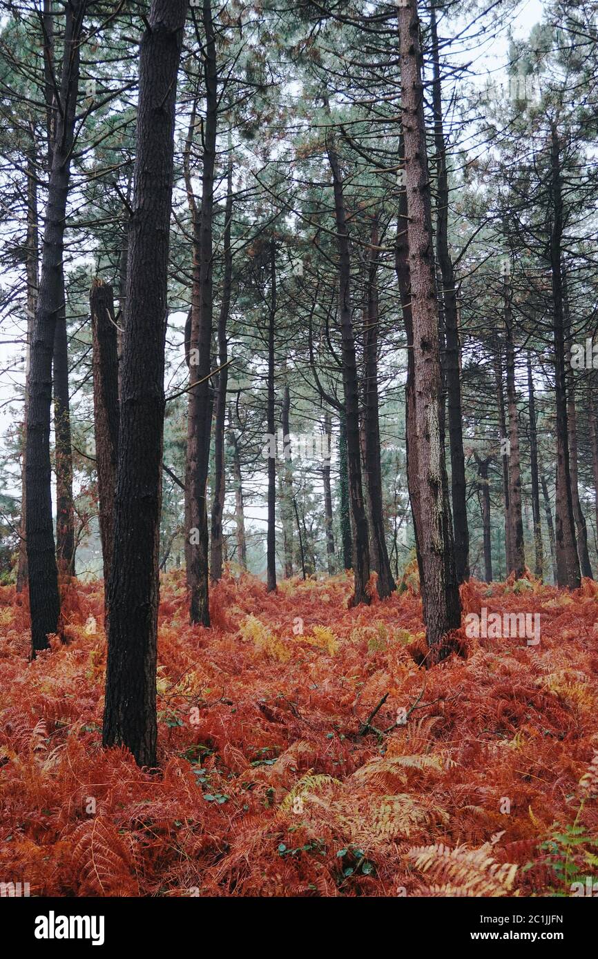 trees in the forest Stock Photo - Alamy