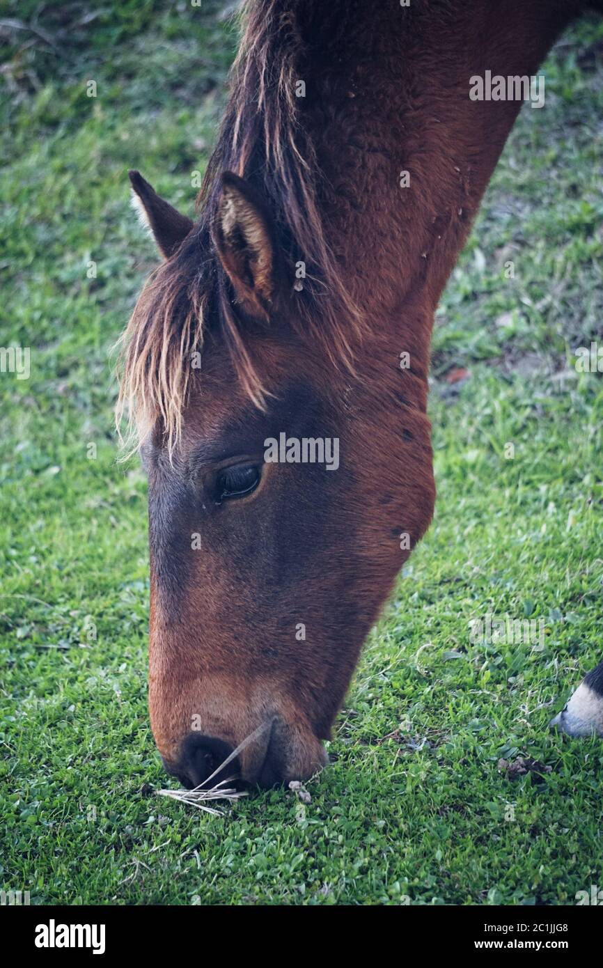 brown horse portrait Stock Photo - Alamy