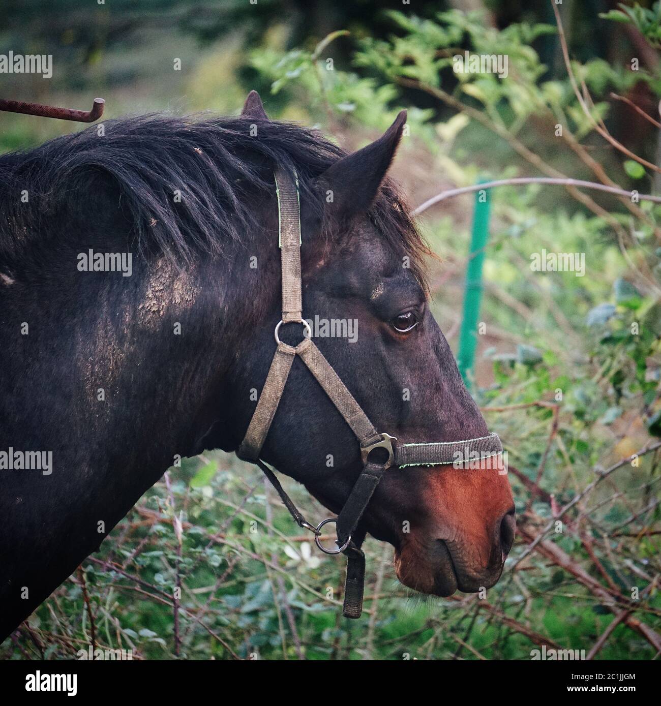 brown horse portrait Stock Photo - Alamy