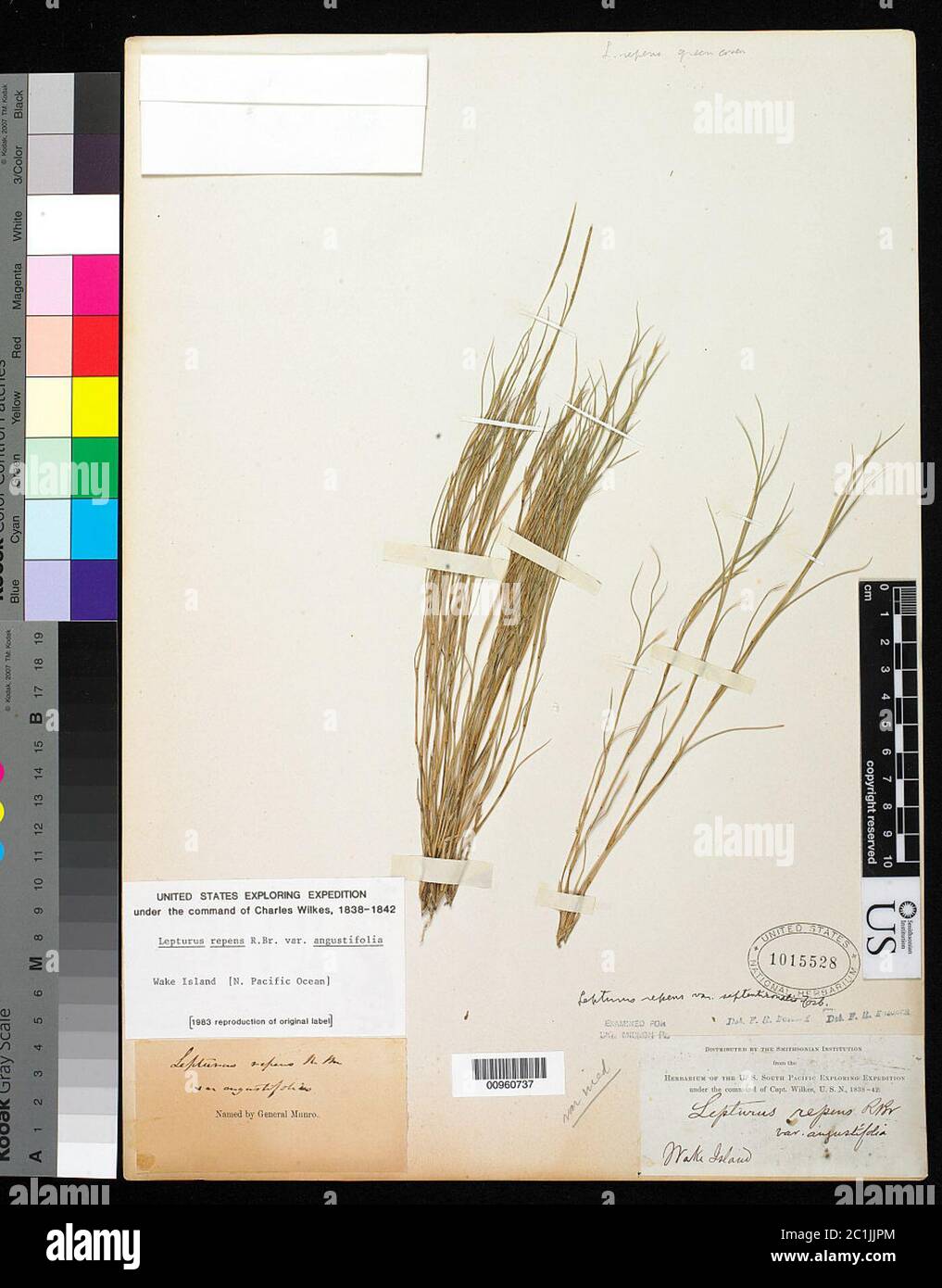 Lepturus repens JR Forst Aiton Lepturus repens JR Forst Aiton Stock ...