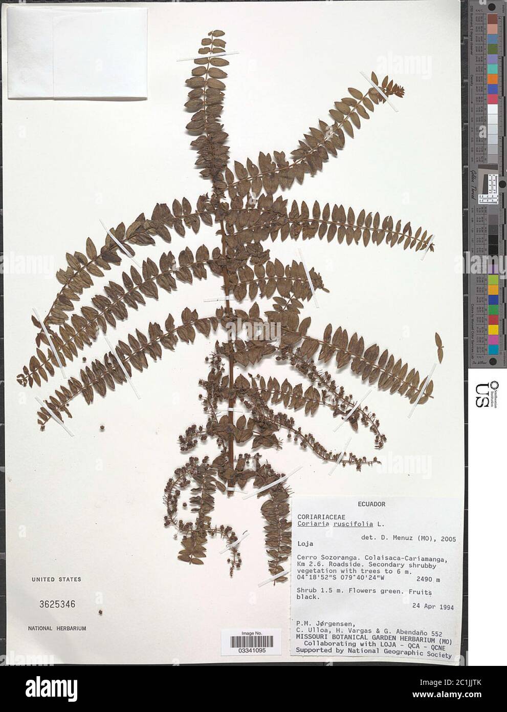 Coriaria ruscifolia hi-res stock photography and images - Alamy