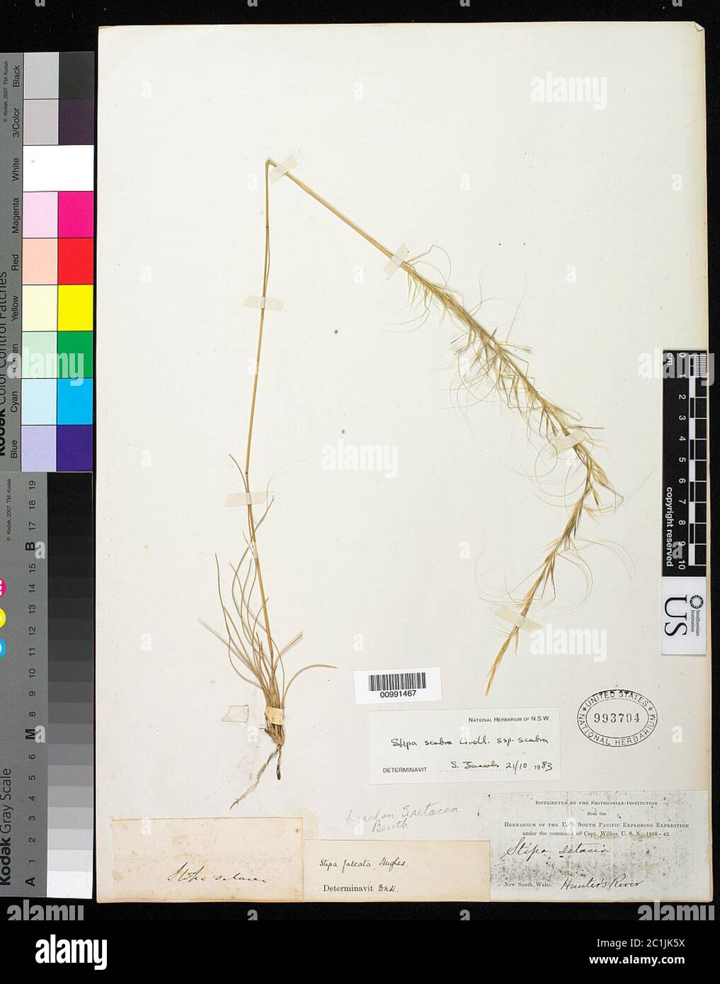 Austrostipa scabra hi-res stock photography and images - Alamy