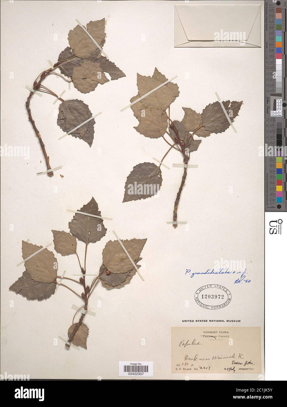 Populus x smithii B Boivin Populus x smithii B Boivin Stock Photo - Alamy