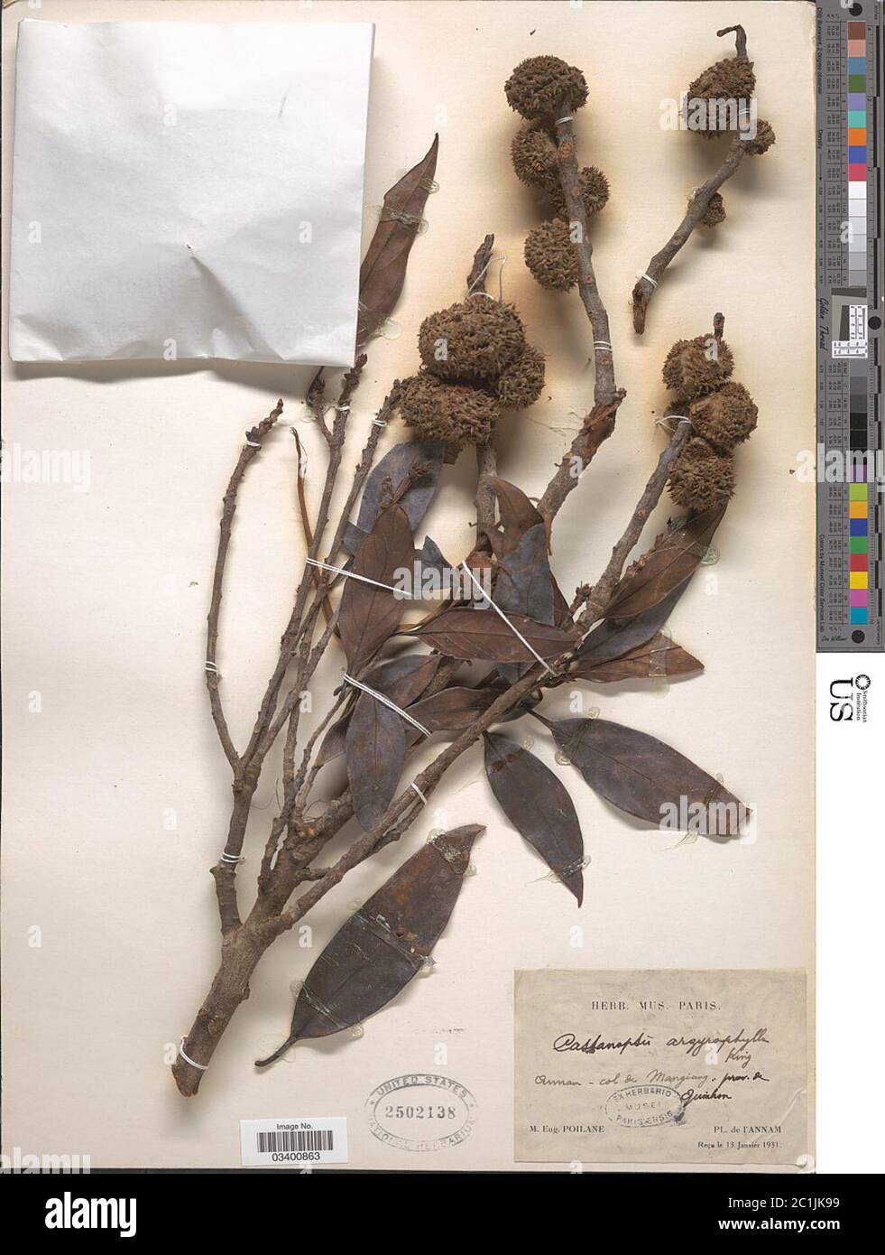 Castanopsis argyrophylla King ex Hook f Castanopsis argyrophylla King ...