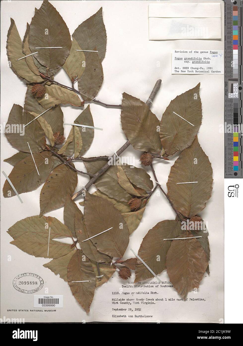 Fagus grandifolia Ehrh Fagus grandifolia Ehrh Stock Photo - Alamy