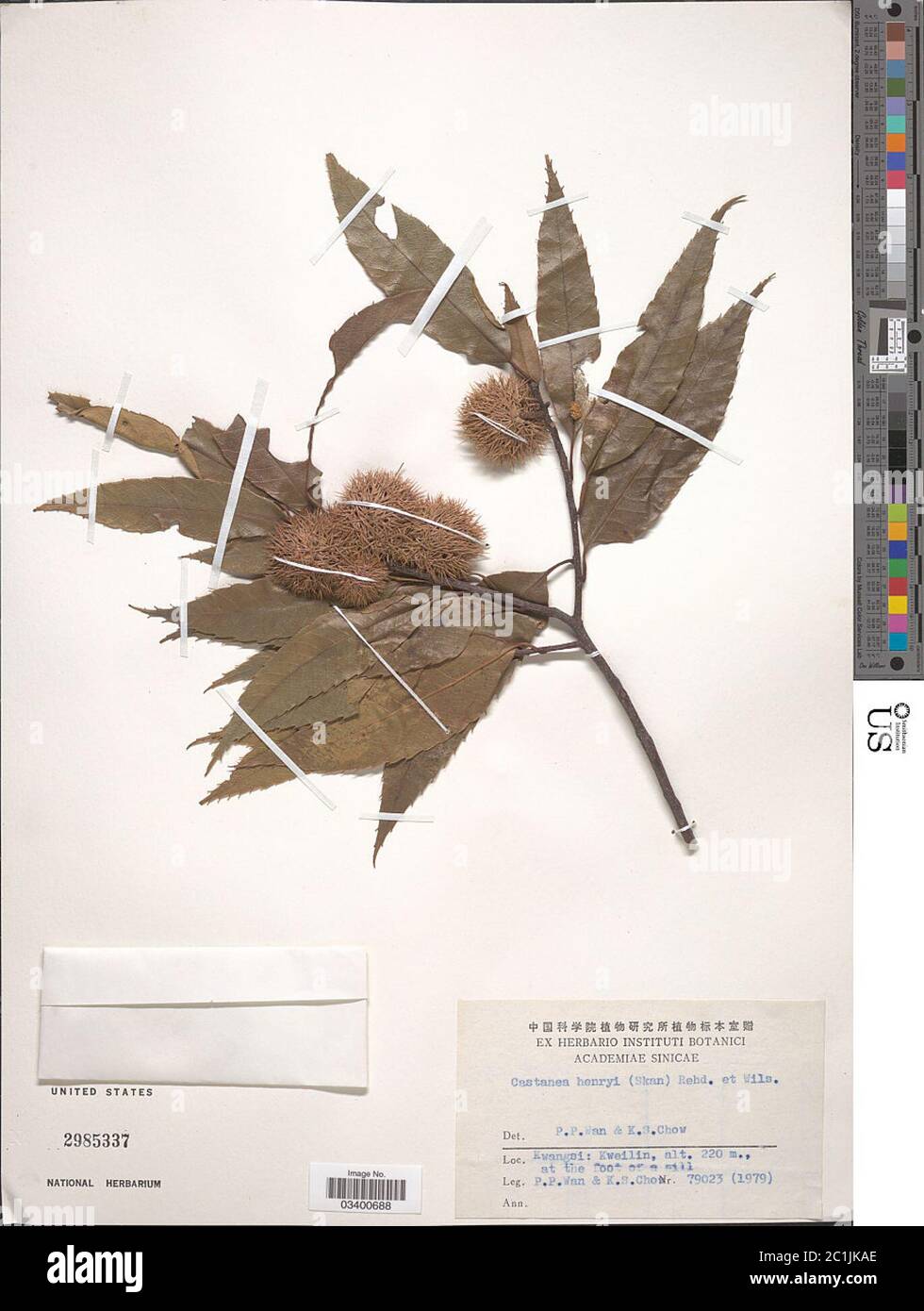 Castanea s hi-res stock photography and images - Alamy