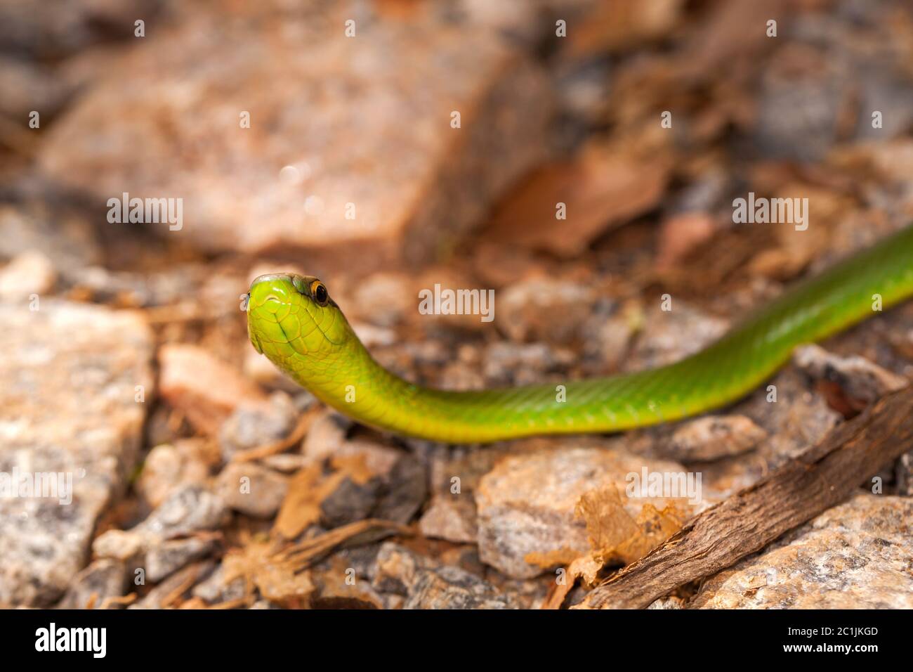 Harmless inoffensive green snake closeup on ground Stock Photo - Alamy