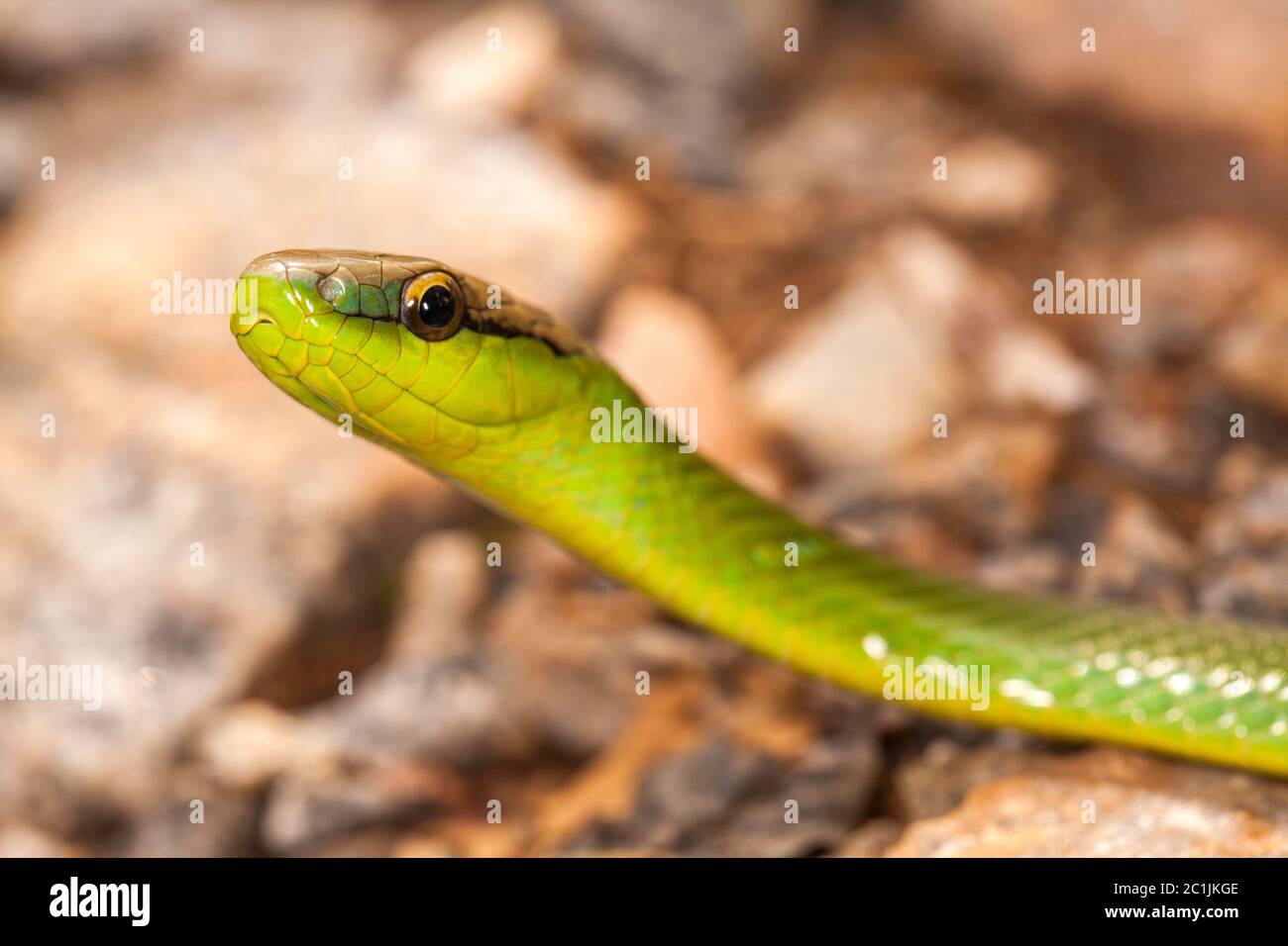 Harmless inoffensive green snake closeup on ground Stock Photo - Alamy