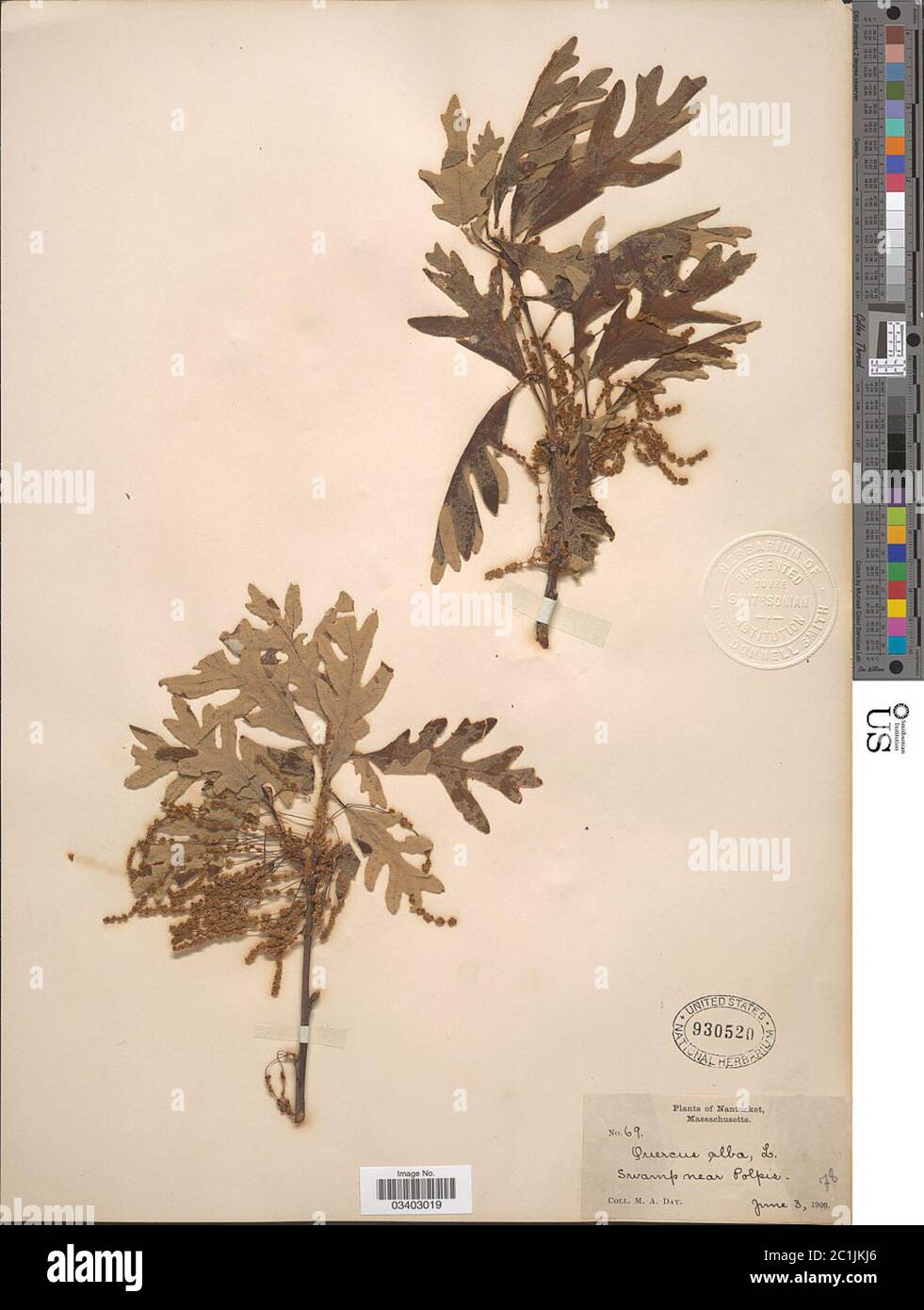 Quercus alba L Quercus alba L Stock Photo - Alamy