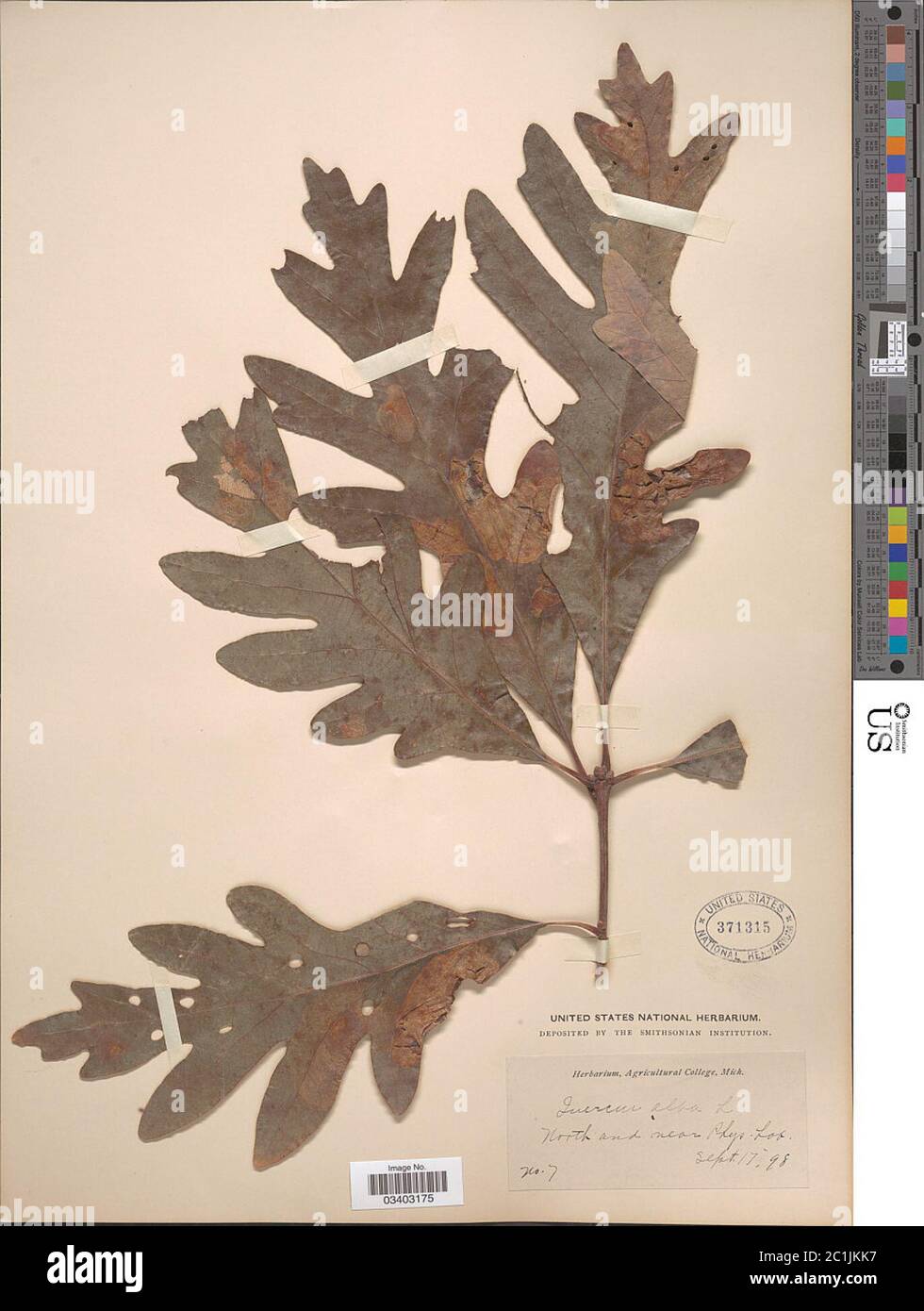 Quercus alba L Quercus alba L Stock Photo - Alamy