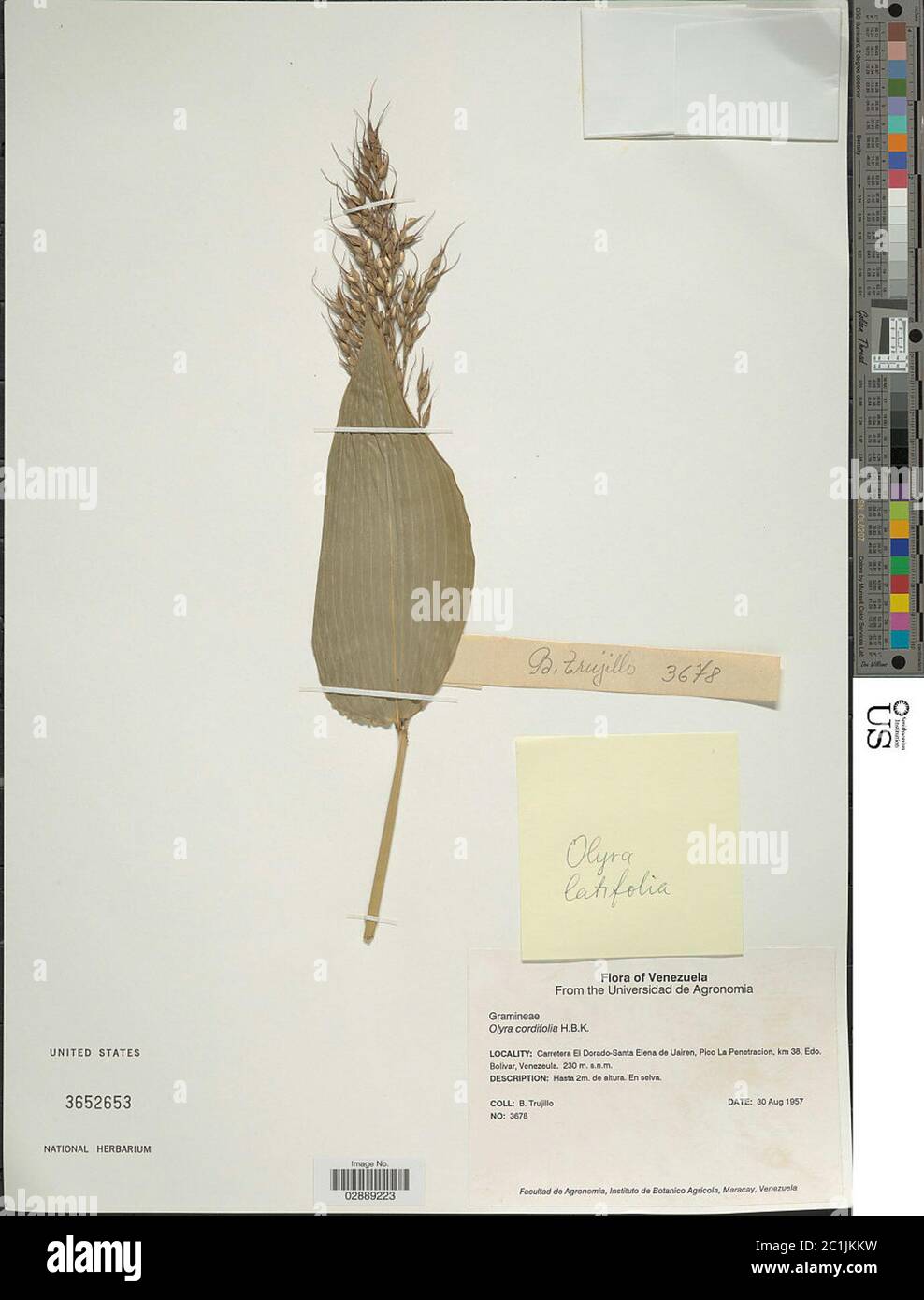 Olyra latifolia L Olyra latifolia L Stock Photo - Alamy