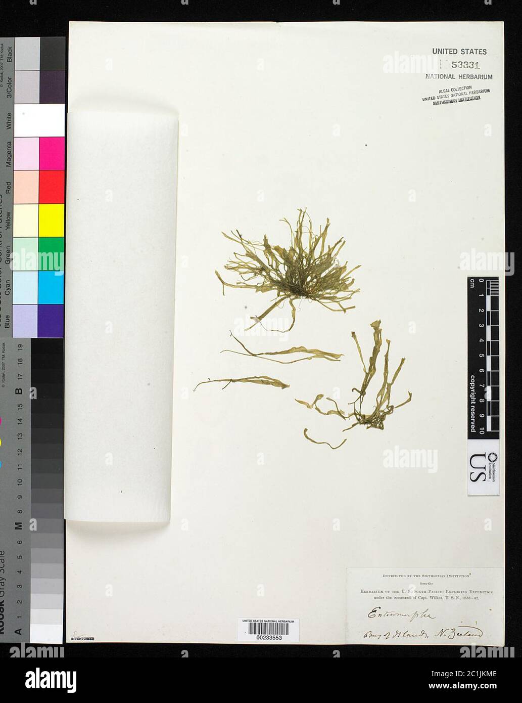 Enteromorpha sp Enteromorpha sp Stock Photo - Alamy