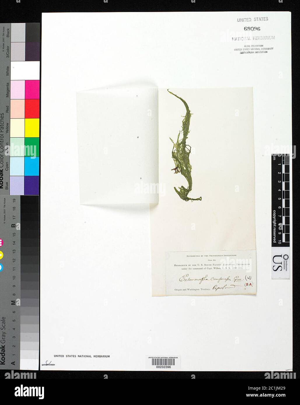 Enteromorpha compressa hi-res stock photography and images - Alamy