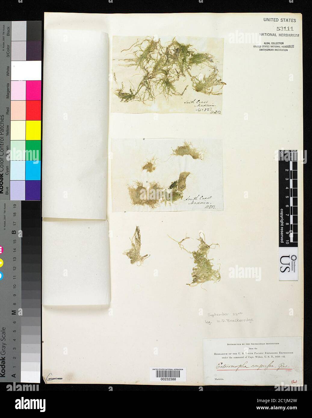 Enteromorpha compressa Enteromorpha compressa Stock Photo - Alamy