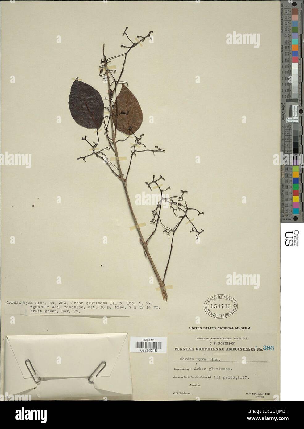 Cordia Myxa High Resolution Stock Photography and Images - Alamy