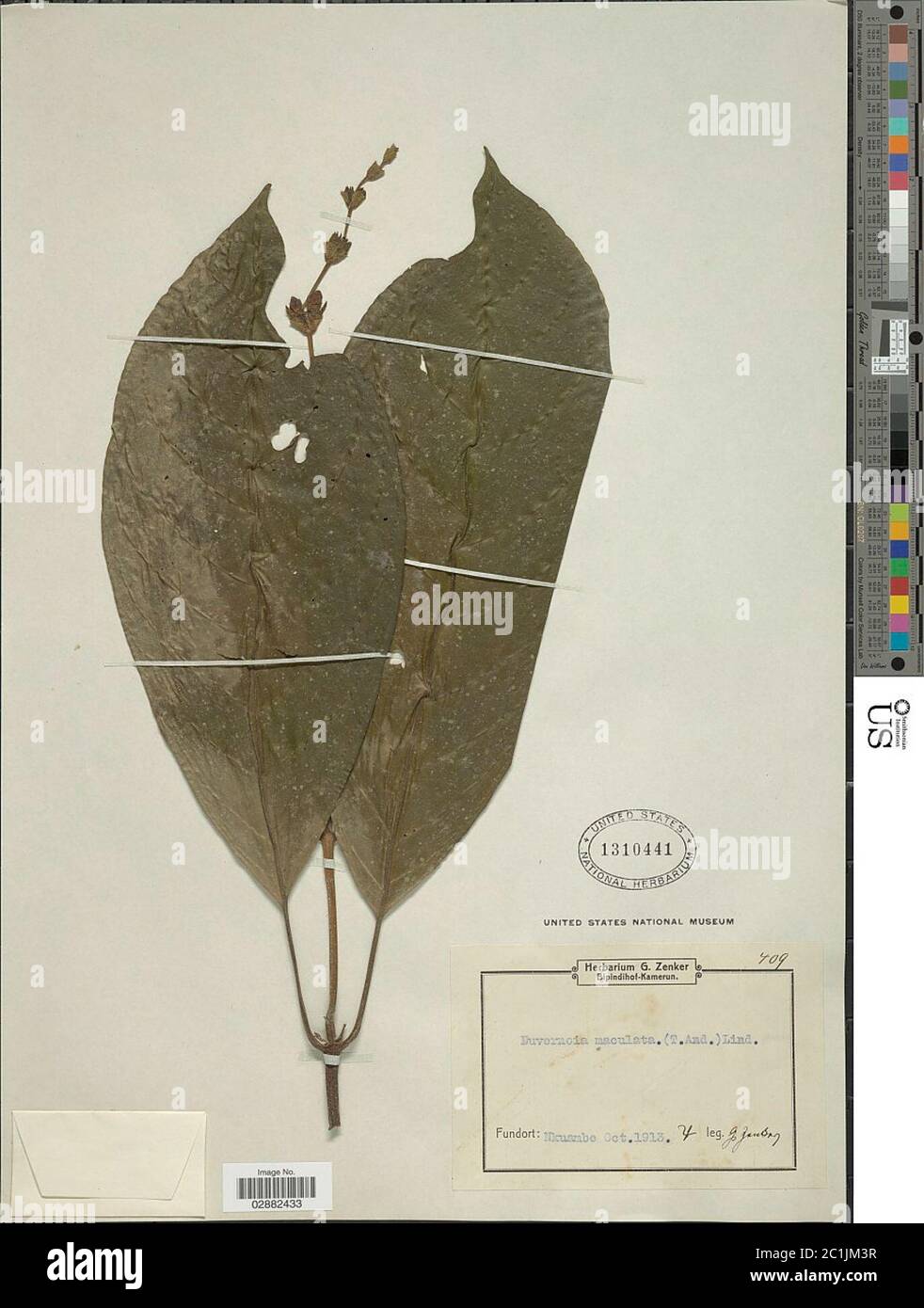 Justicia maculata hi-res stock photography and images - Alamy