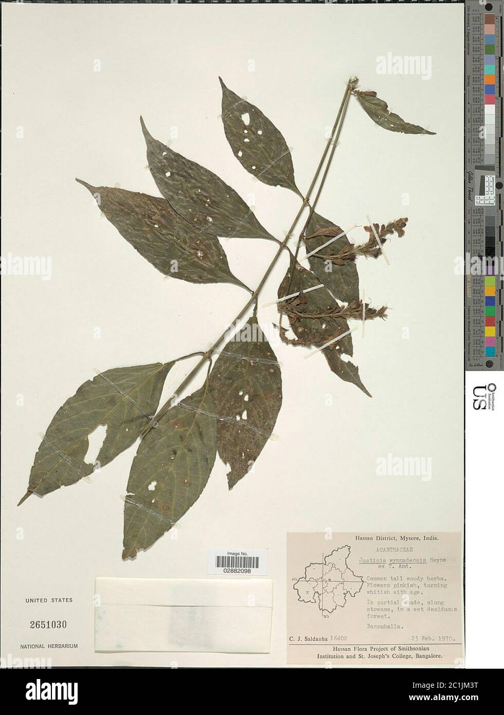 Justicia wynaadensis B Heyne Justicia wynaadensis B Heyne Stock Photo ...