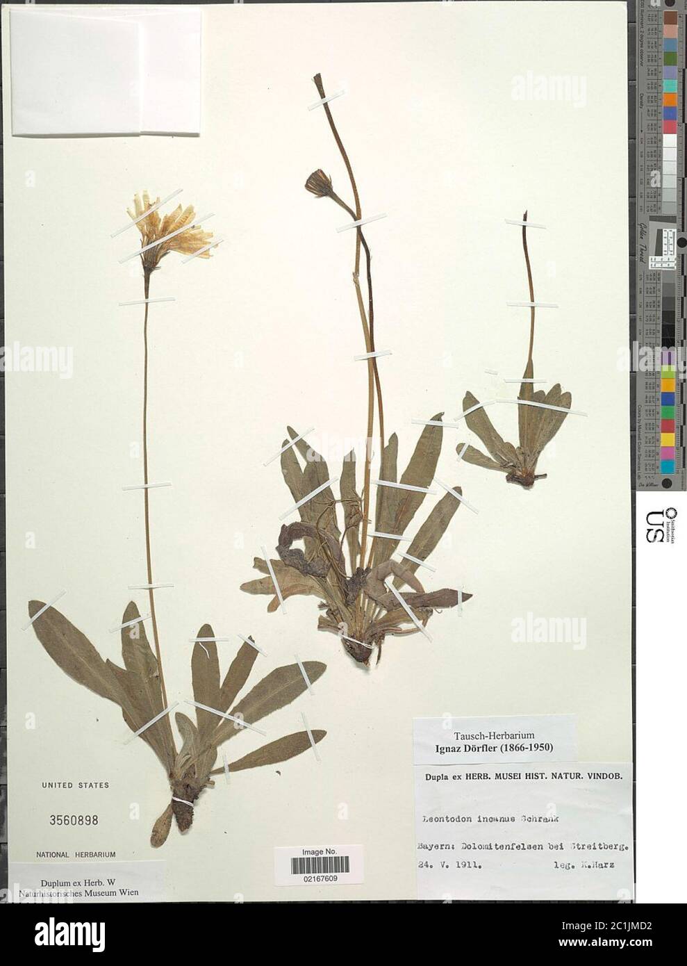 Leontodon incanus L Schrank Leontodon incanus L Schrank Stock Photo - Alamy