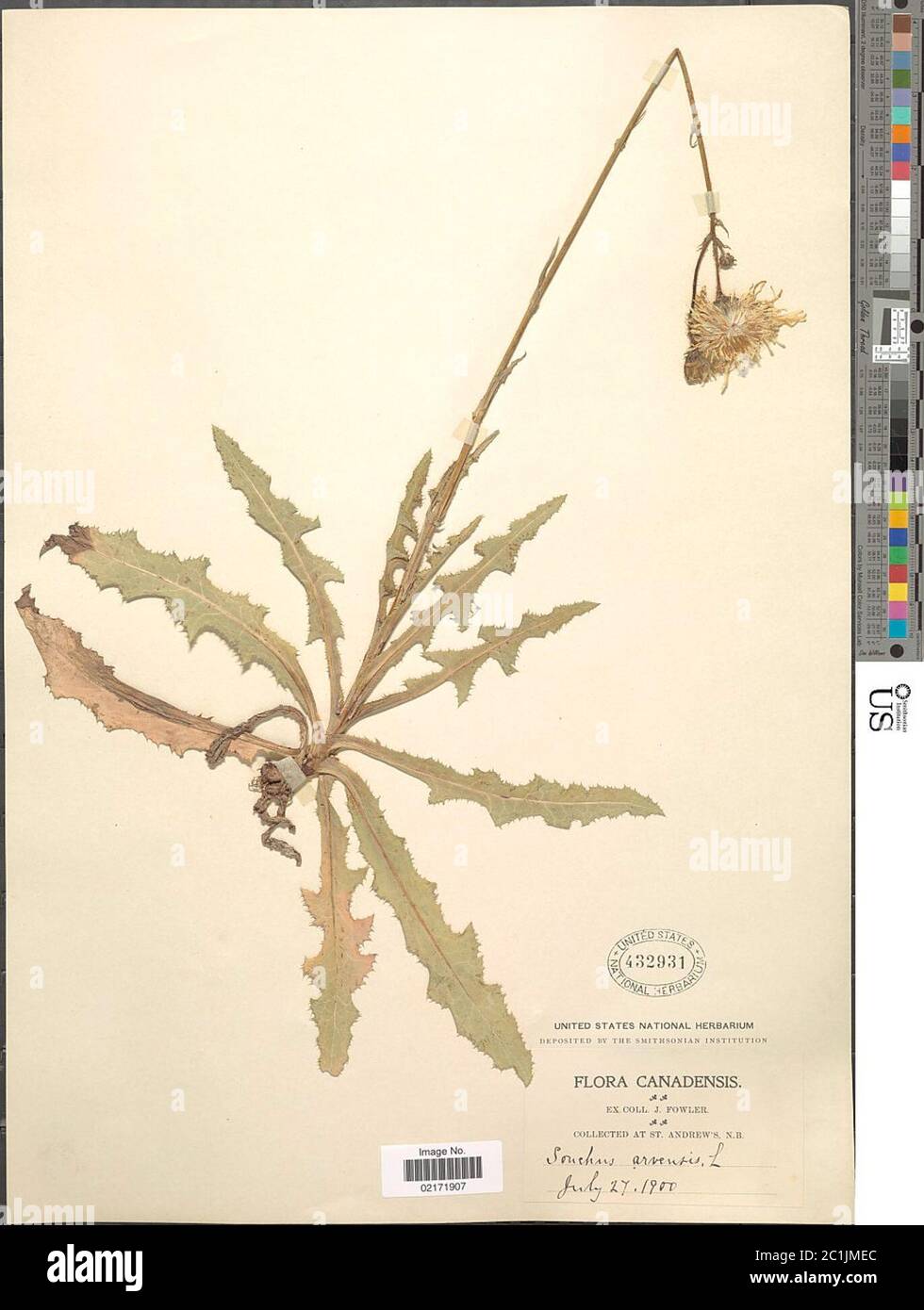 Sonchus arvensis L Sonchus arvensis L Stock Photo - Alamy