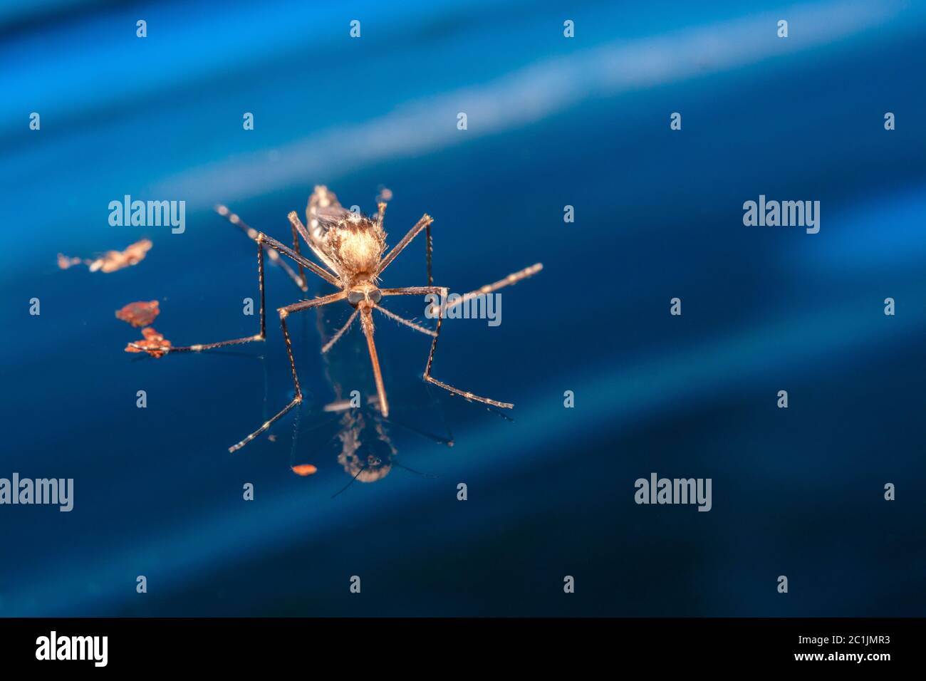 Human legs leggy hi-res stock photography and images - Alamy