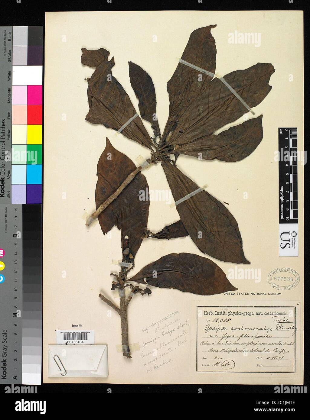 Genipa High Resolution Stock Photography and Images - Alamy