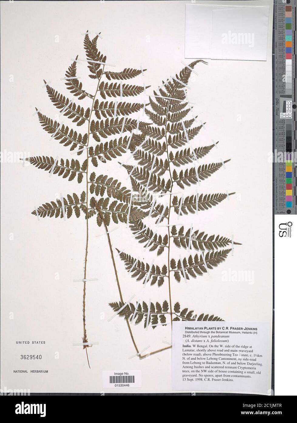 Athyrium x pandeanum Athyrium x pandeanum Stock Photo - Alamy