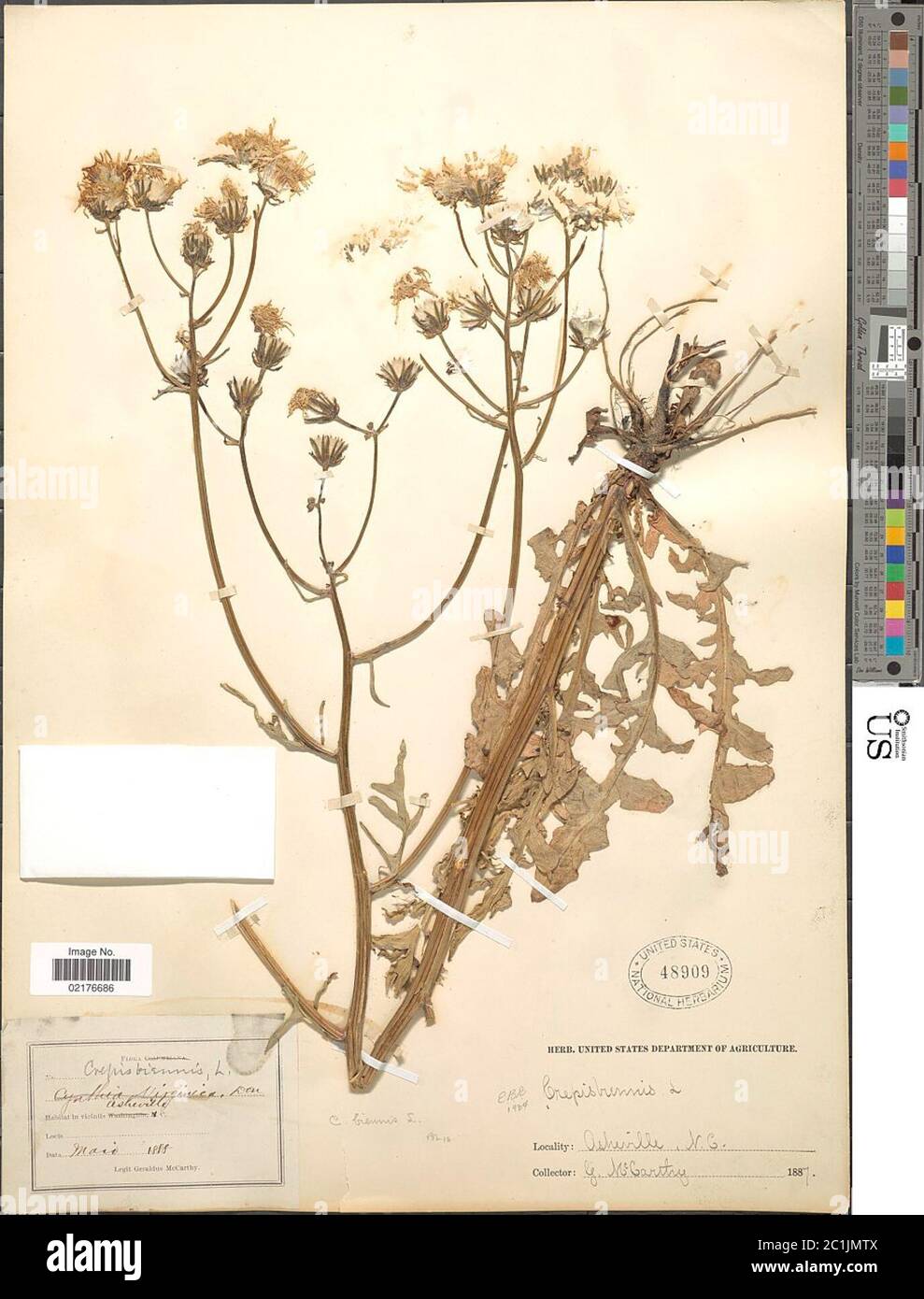 Crepis biennis L Crepis biennis L Stock Photo - Alamy