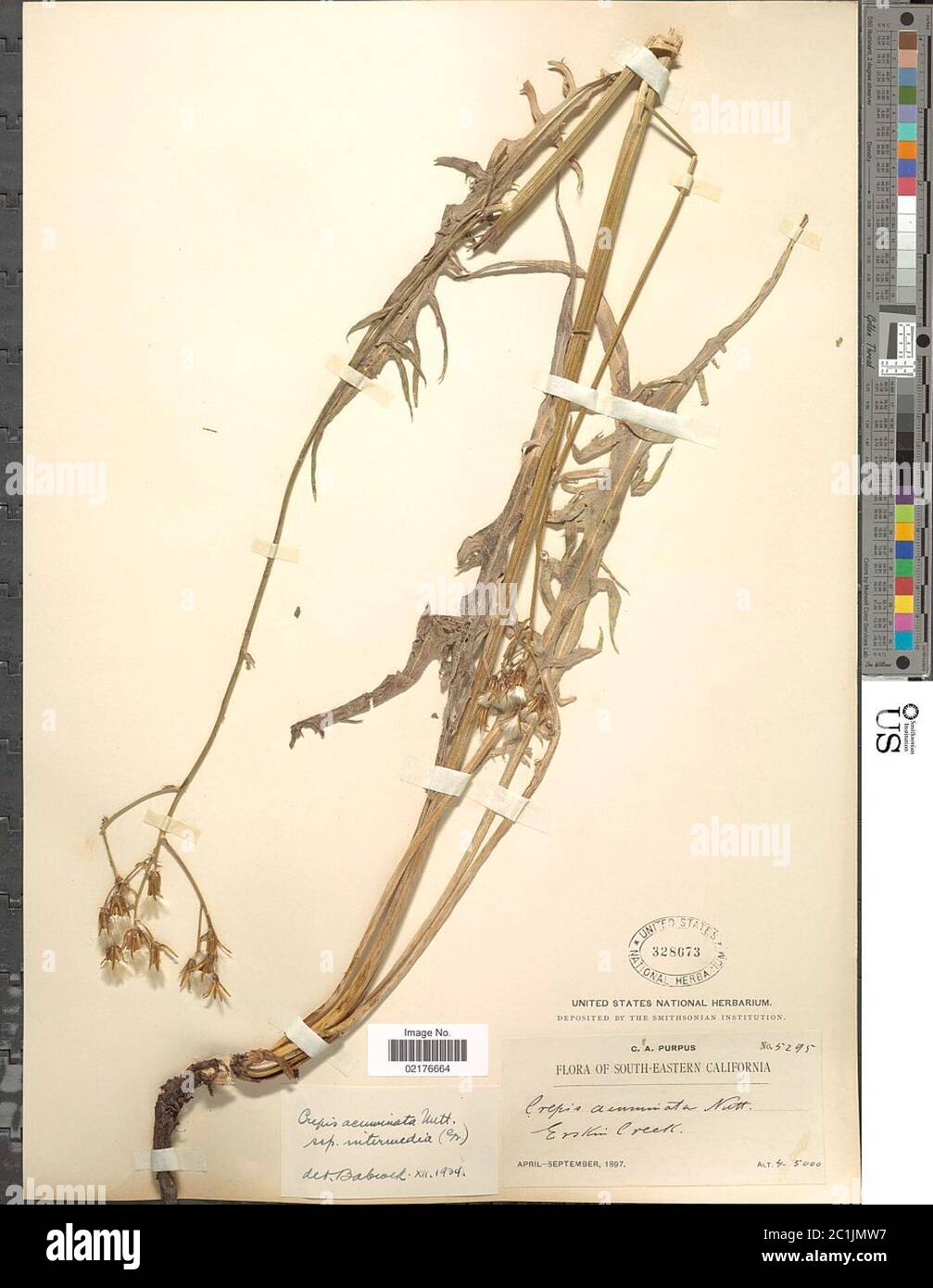 Crepis acuminata Nutt Crepis acuminata Nutt Stock Photo - Alamy