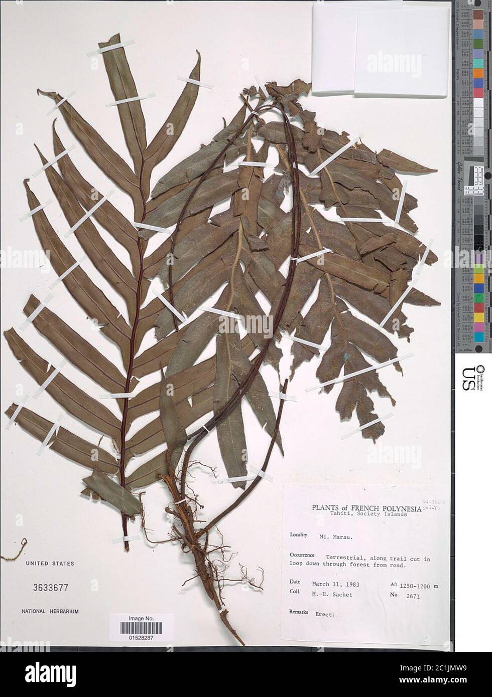 Blechnum sp hi-res stock photography and images - Alamy