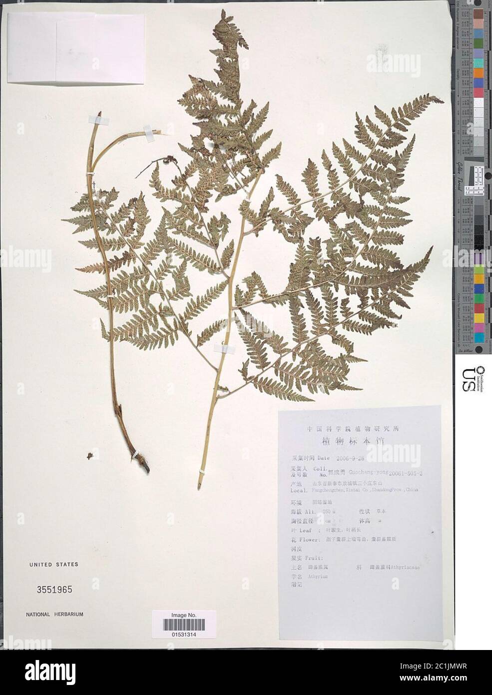 Athyrium sp Athyrium sp Stock Photo - Alamy