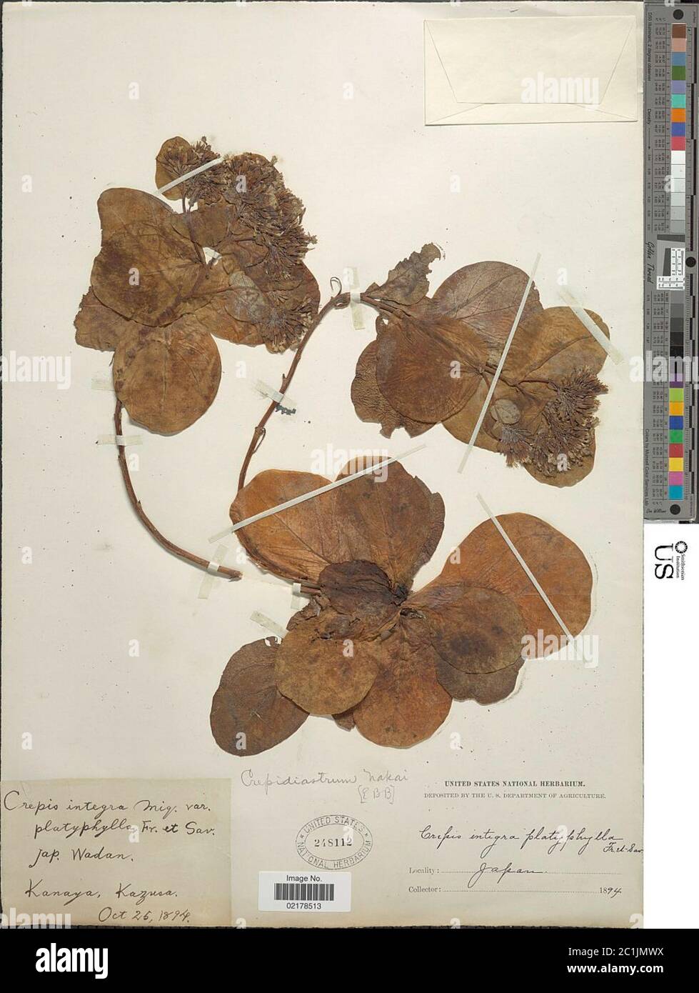 Crepidiastrum x nakaii H Ohashi K Ohashi Crepidiastrum x nakaii H Ohashi K Ohashi Stock Photo ...