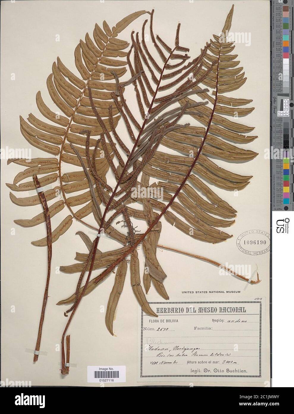 Blechnum Blechnum Sp High Resolution Stock Photography and Images - Alamy