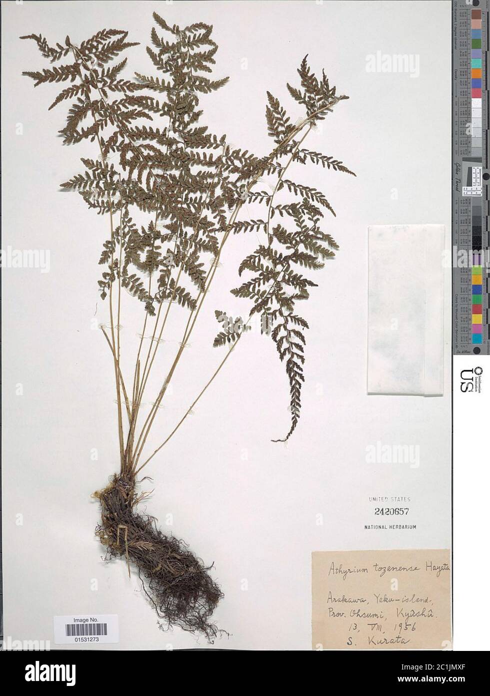 Athyrium tozanense Hayata Hayata Athyrium tozanense Hayata Hayata Stock ...