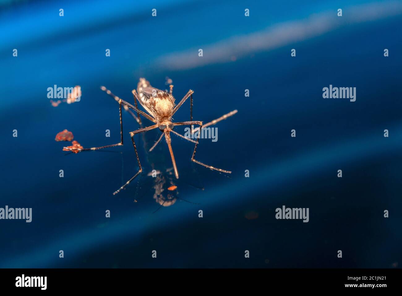 Newborn insect hi-res stock photography and images - Alamy