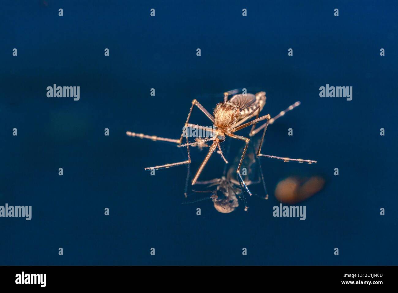 Adult mosquito over water - newborn insect diptera fly Stock Photo - Alamy