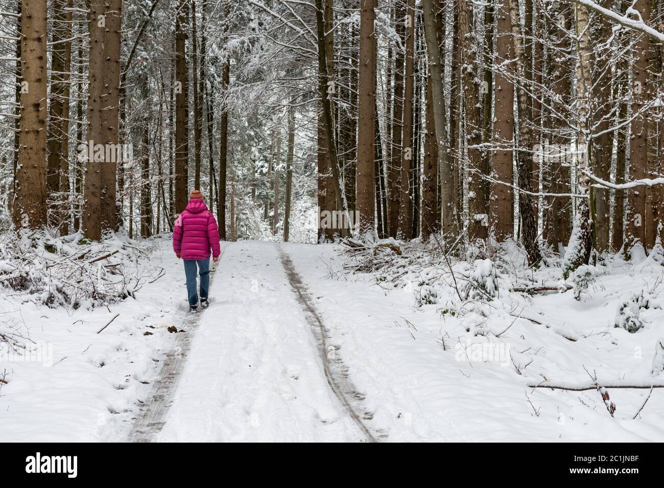Winter walk in the woods Stock Photo - Alamy