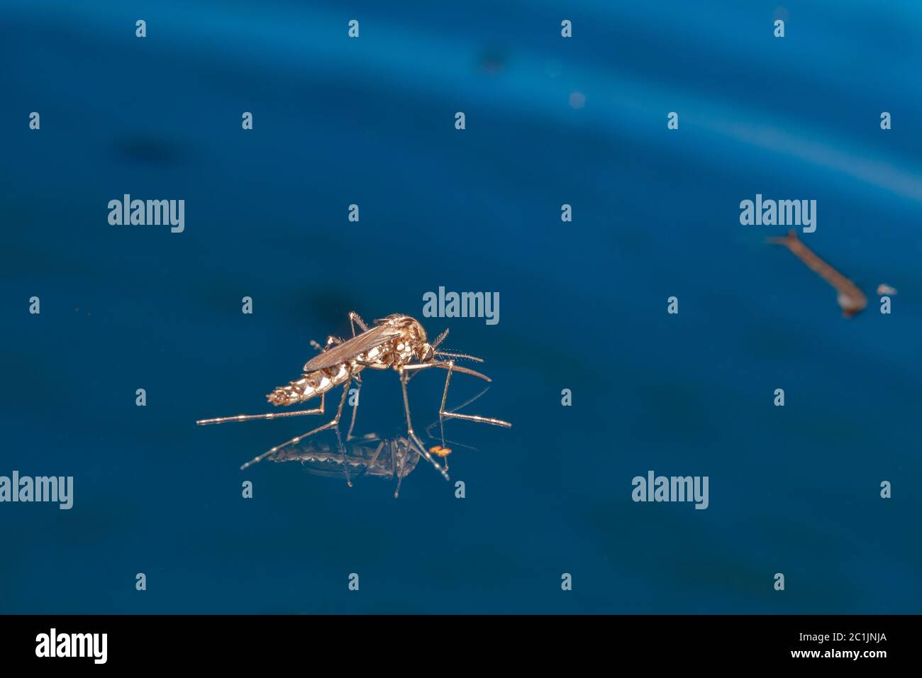 Adult mosquito over water - newborn insect diptera fly Stock Photo - Alamy