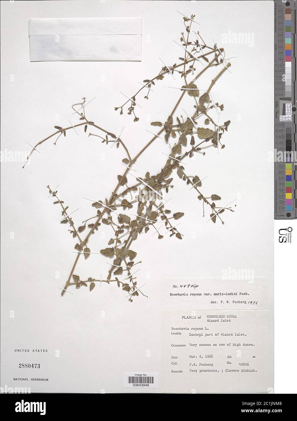 Boerhavia repens hi-res stock photography and images - Alamy