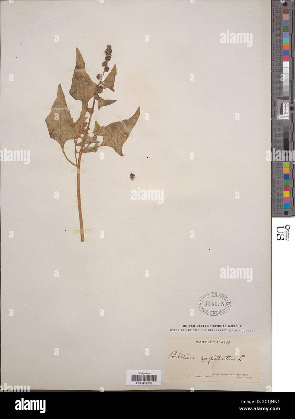 Blitum capitatum hi-res stock photography and images - Alamy