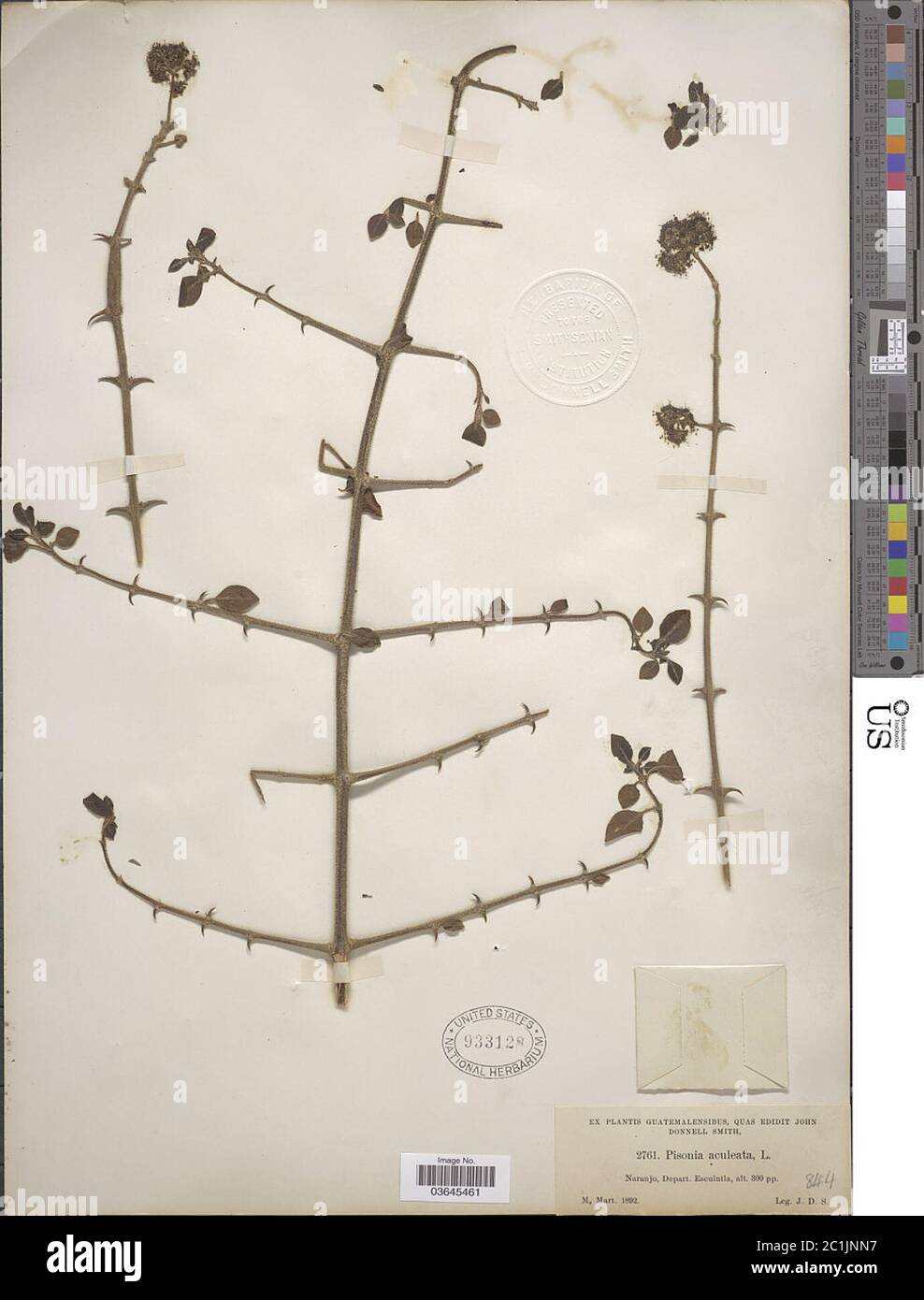 Pisonia aculeata hi-res stock photography and images - Alamy