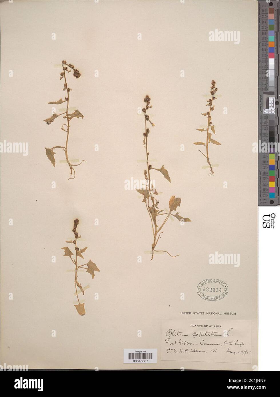 Blitum capitatum L Blitum capitatum L Stock Photo - Alamy