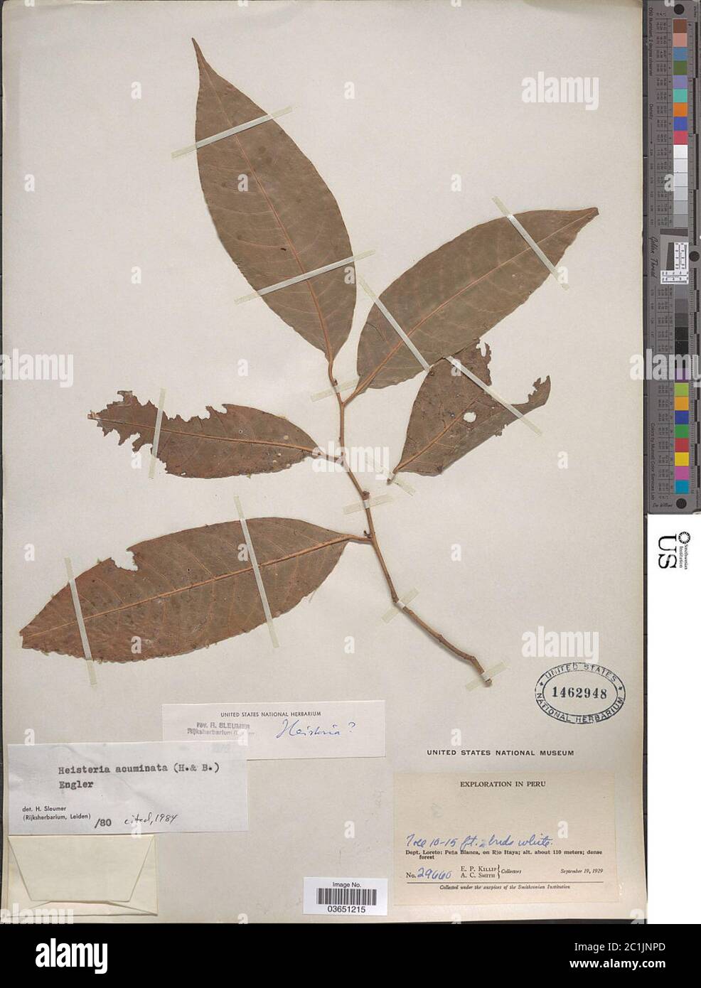 Heisteria hi-res stock photography and images - Alamy