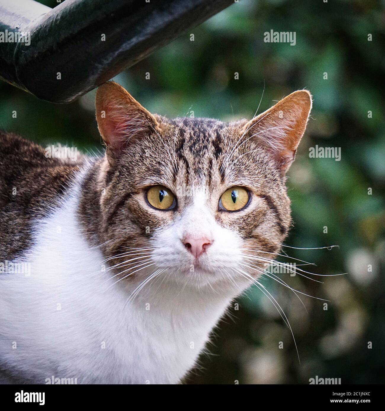 Portrait kitty hi-res stock photography and images - Alamy