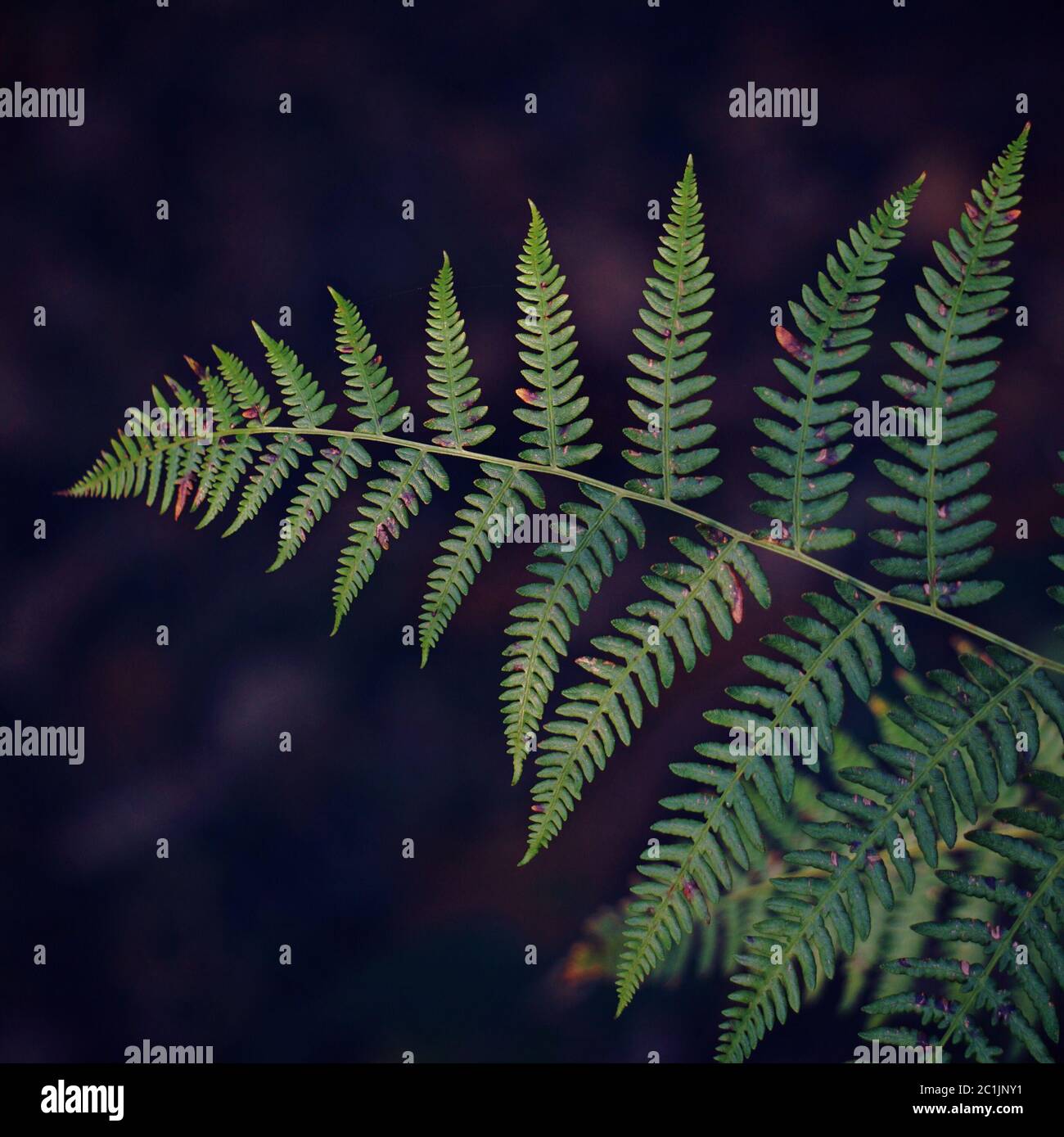 Green leaves fern plant hi-res stock photography and images - Alamy