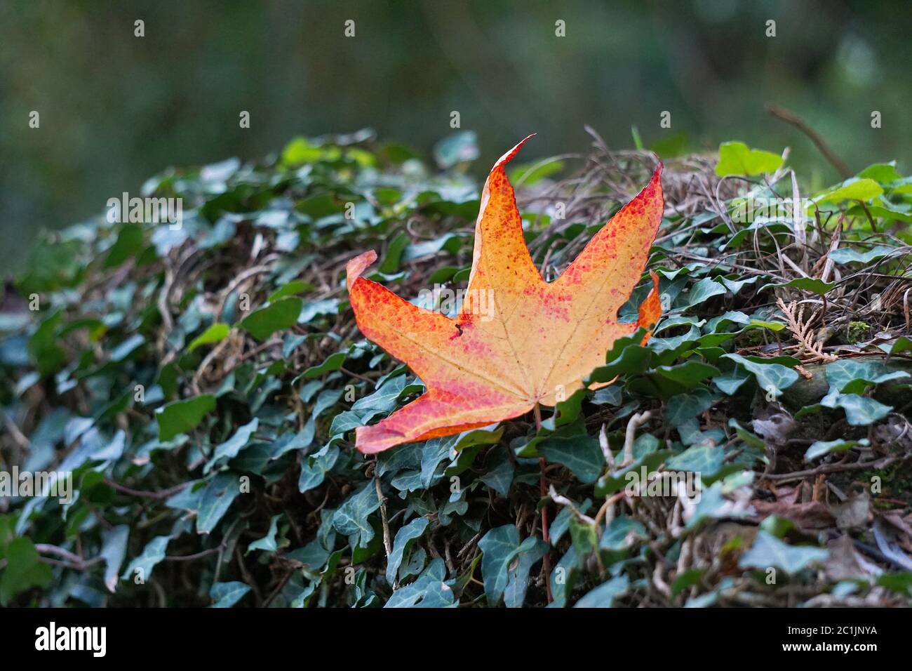 red tree leaf Stock Photo - Alamy