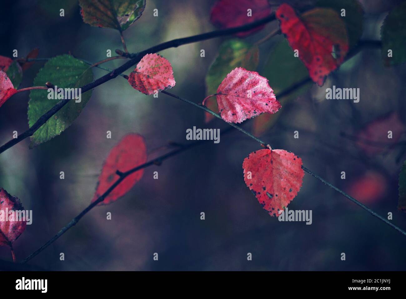 colorful tree leaves Stock Photo - Alamy