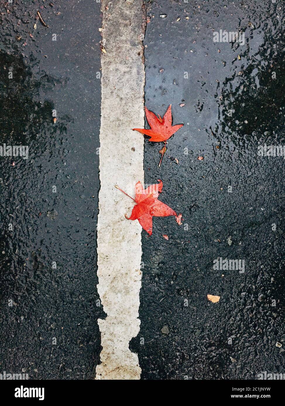 Nature tree leaf hi-res stock photography and images - Alamy